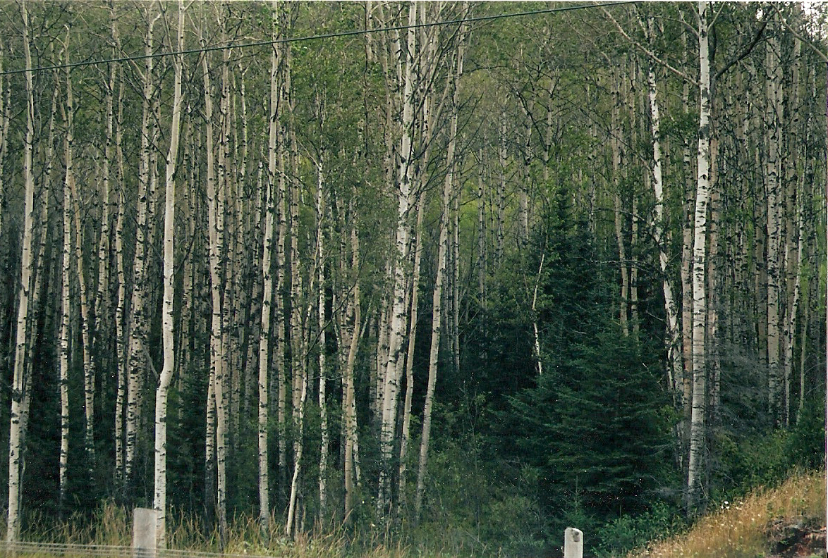 True North Foundation - About TNF(Philosophy)